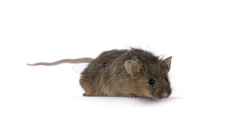 Tigerbrindle Mouse Stock Photos - Free & Royalty-Free Stock Photos from ...