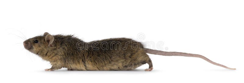 Mouse on white background stock photo. Image of detailed - 275224290