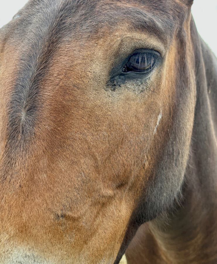 See Closeup of a Mules Head with Eye Open and Shaded with Long ...