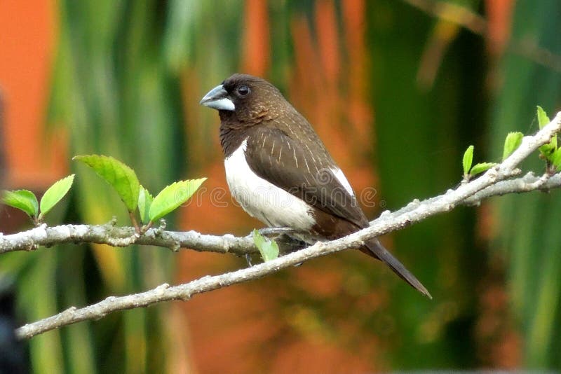 Brown munia bird stock photo. Image of beautiful, brown - 84152288