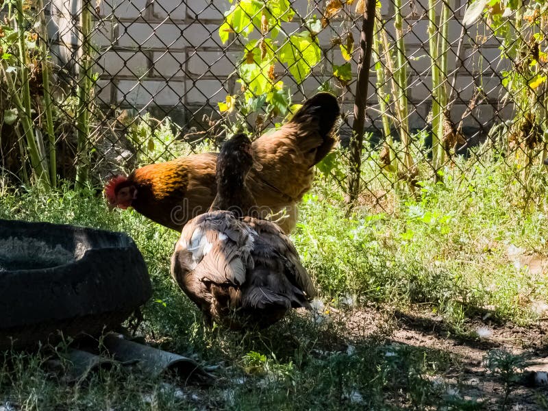 Brown Muscovy Duck or Cairina Moschata in the Backyard Stock Photo ...