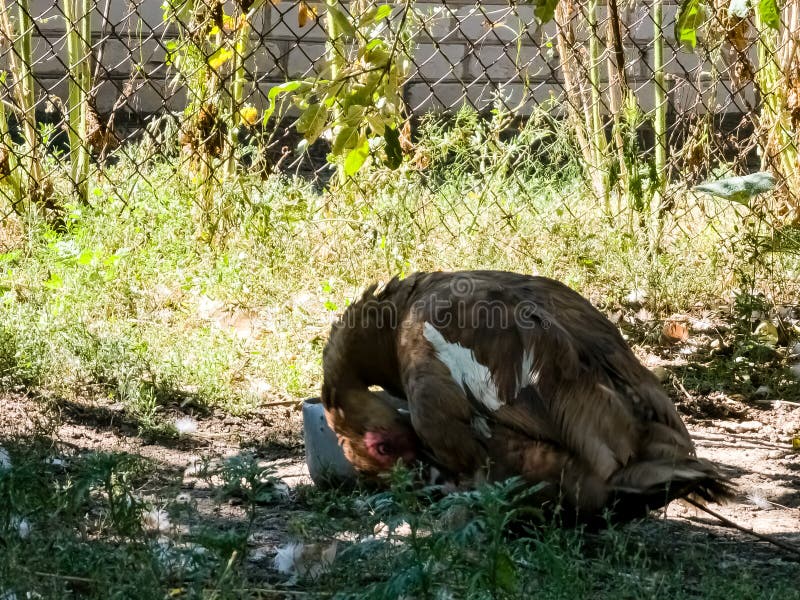 Brown Muscovy Duck or Cairina Moschata in the Backyard Stock Image ...