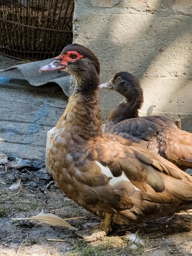 Brown Muscovy Duck or Cairina Moschata in the Backyard Stock Photo ...