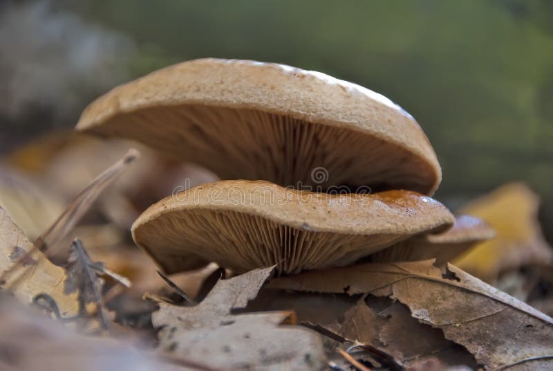 Brown mushroom stock photo. Image of isolated, color - 11757366