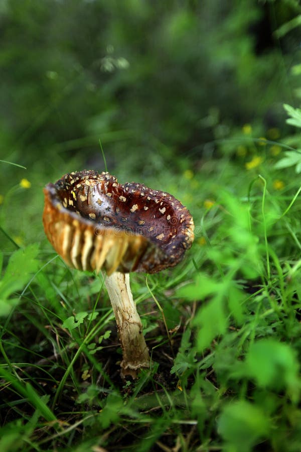 Brown mushroom stock image. Image of nature, power, unique - 54293485