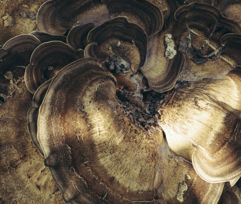 Brown mushroom in close up stock photo. Image of biology - 260992716