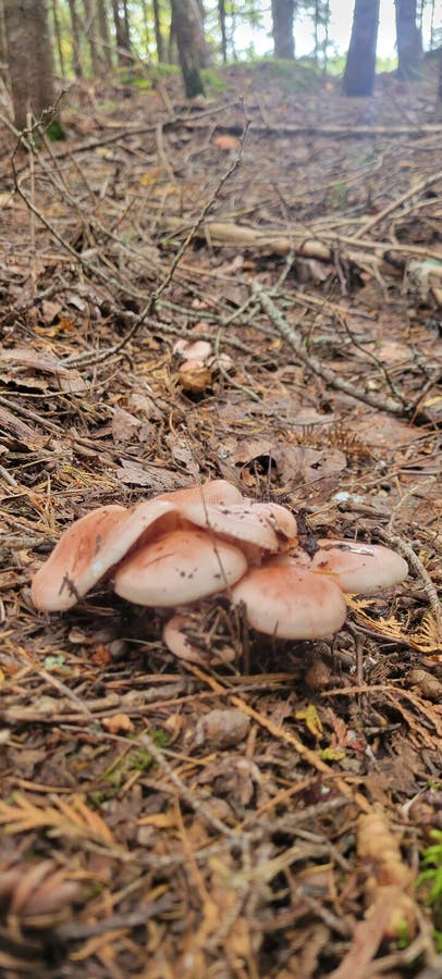 Mushroom Clumb Stock Photos - Free & Royalty-Free Stock Photos from ...