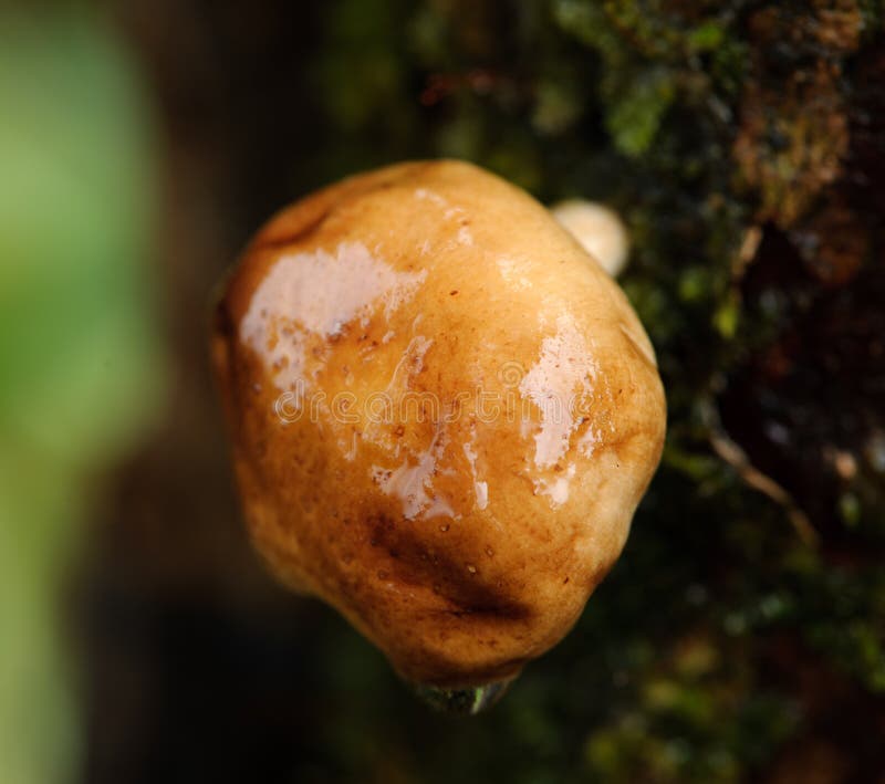 Brown mushroom stock image. Image of natural, ingredient - 33059883