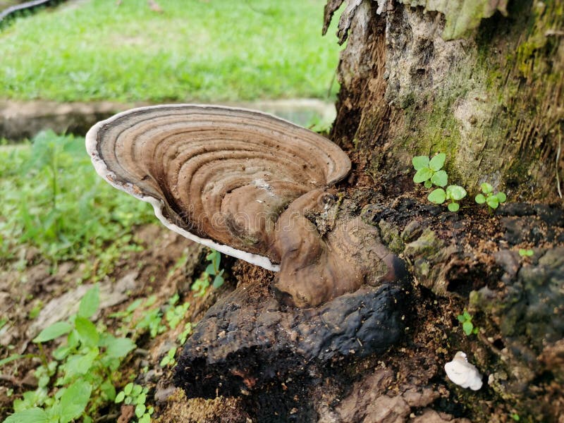 Infected a Brown Goat with Mouth and Foot Disease. Contagious Pustular ...