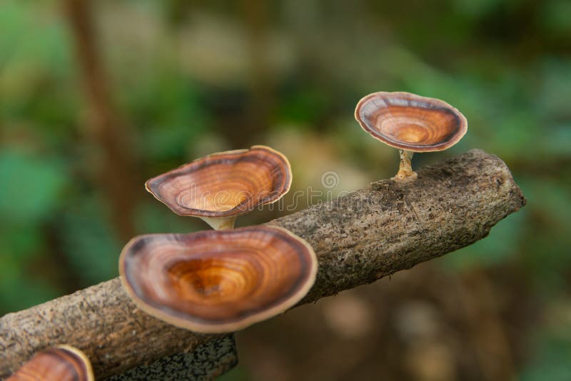 Microporus Xanthopus, Yellow-footed Polypore on Nature Background Stock ...