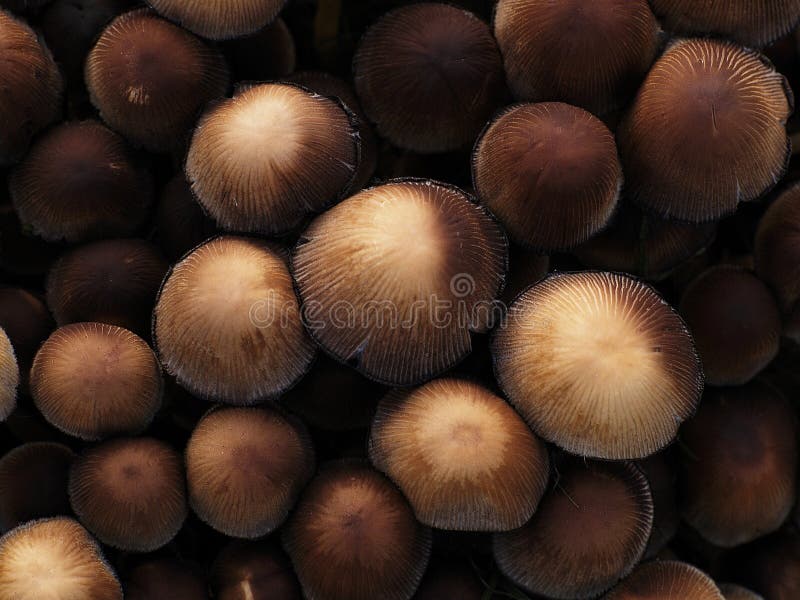 Brown mushrooms stock image. Image of season, fungi - 197460255