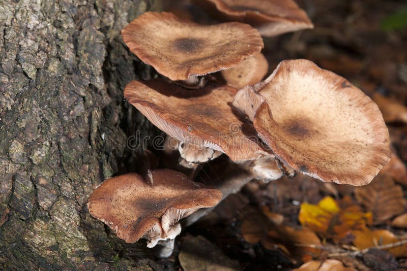 Brown mushrooms stock image. Image of brown, leaf, amanita - 52235987