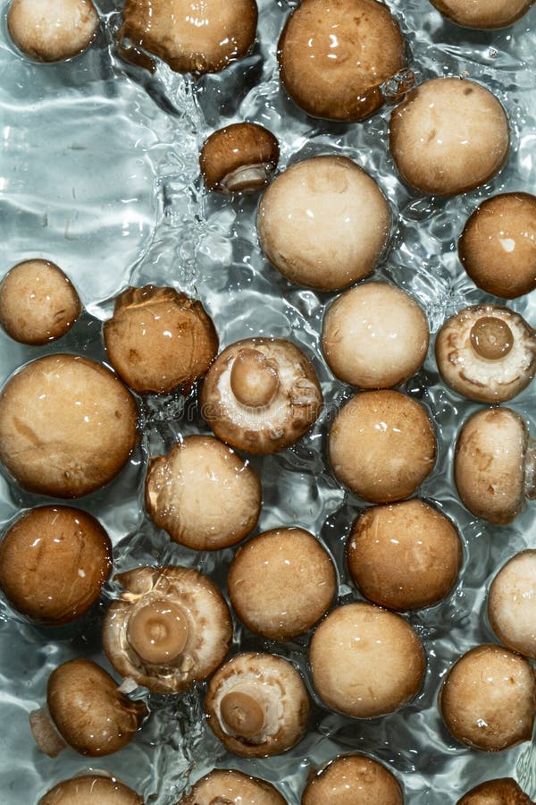 Brown Mushrooms Top View Composition, Champignons in a Water. Stock ...