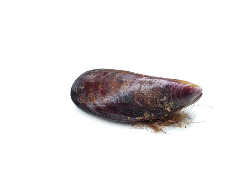 Brown Mussel (Perna Perna) Isolated on White Background, Selective ...