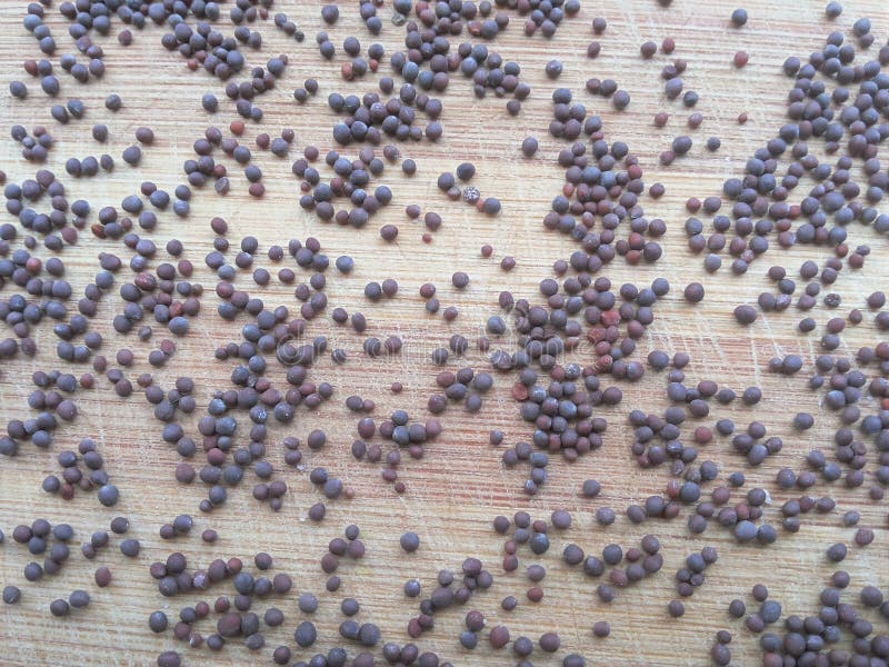 Aavalu Stock Photos - Free & Royalty-Free Stock Photos from Dreamstime