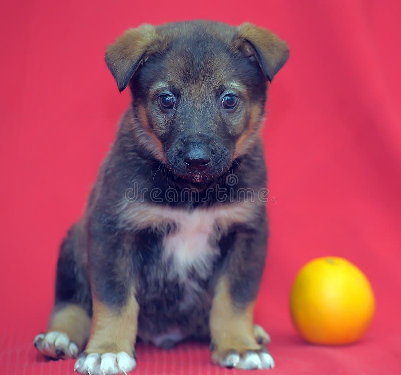 Brown Mutt Puppy with Orange on a Red Stock Image - Image of black ...