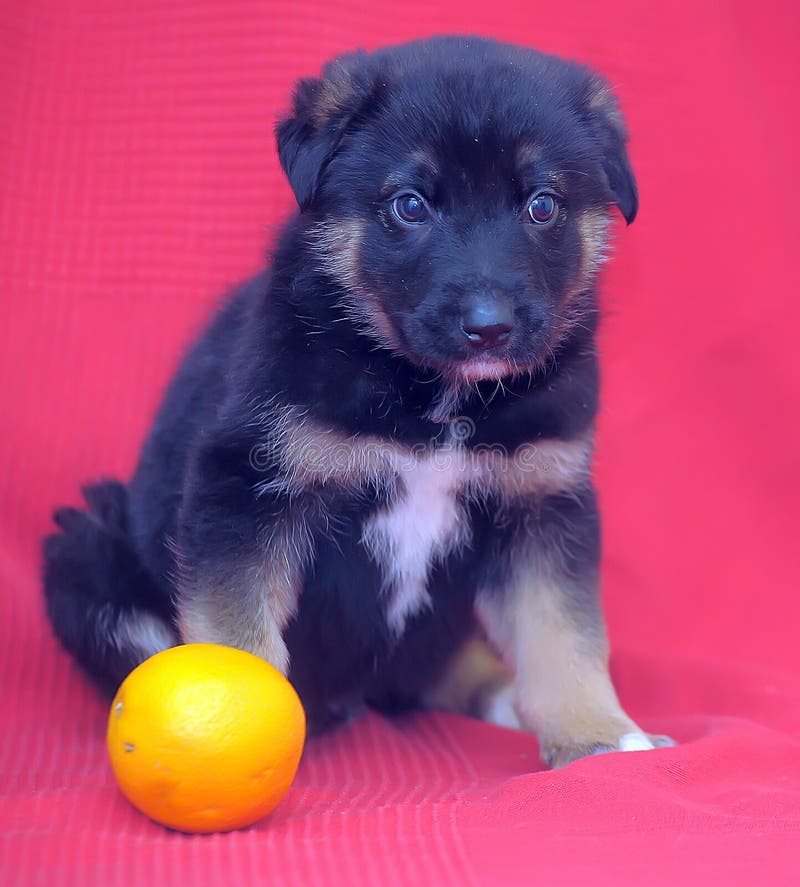Brown Mutt Puppy with Orange on a Red Stock Photo - Image of pariah ...