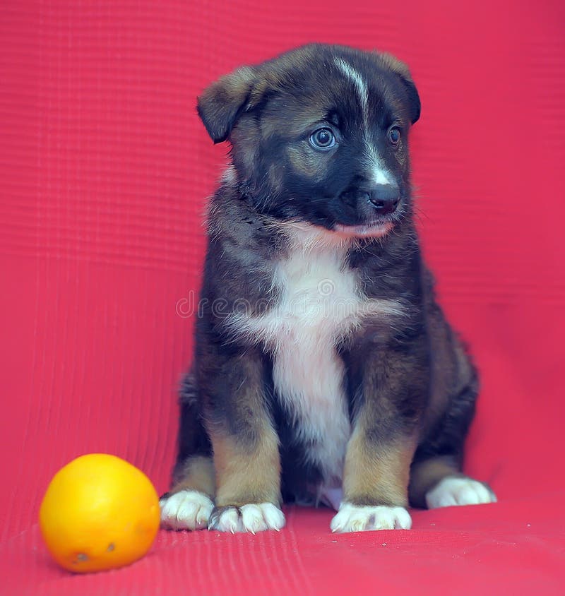 Brown Mutt Puppy With Orange On A Red Stock Photo - Image of pariah ...
