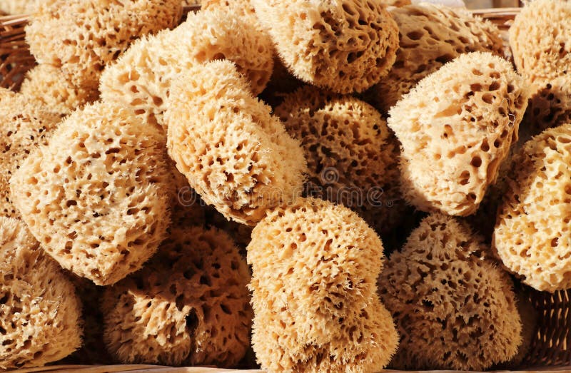 Brown Natural Greek Sea Sponge Stock Photo - Image of purity, brown ...