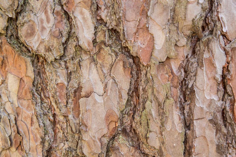 Brown Nature Texture of Tree Bark Stock Image - Image of pattern ...