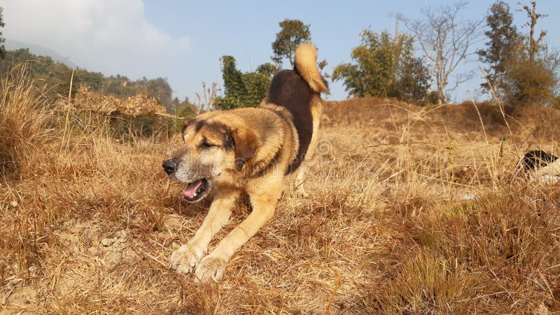 A Brown Nepali Dog stock photo. Image of brown, puppy - 267862850