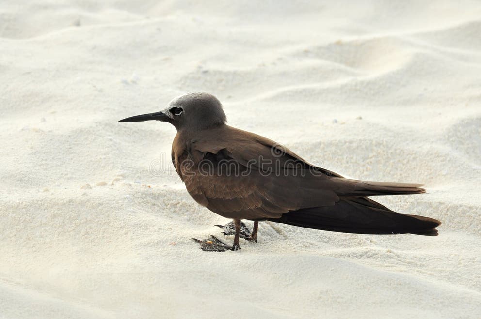 Brown noddy stock photo. Image of noddy, animal, lagoon - 46893802