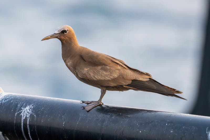 Brown Noddy or Common Noddy (Anous Stolidus) Close Up Out in the Ocean ...