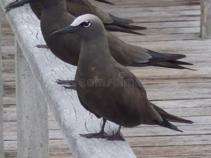 Noddy Tern Yawning stock image. Image of island, australia - 75068105
