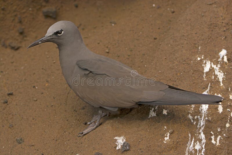 Brown Noddy Tern on a Rock Shelf Stock Image - Image of scenic, island ...