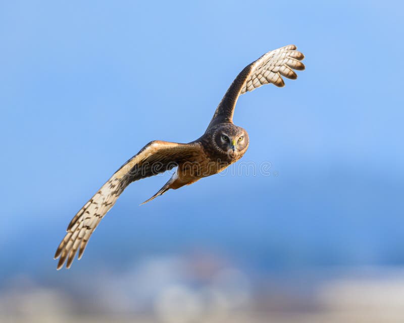Brown Northern Harrier Turning with Wings Spread in Sunshine Stock ...