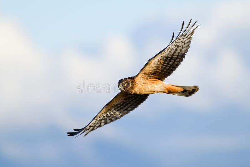 Brown Northern Harrier with Wings Fully Extended in Flight Stock Photo ...