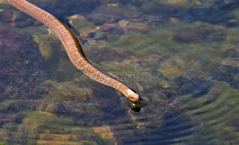 Brown Northern Water Snake stock image. Image of north - 12210135