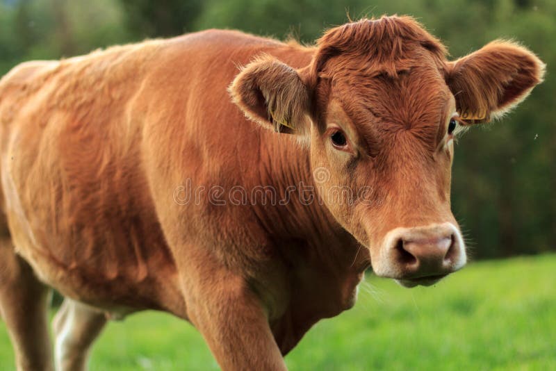 Norwegian Cow on Pasture in South Norway. Stock Image - Image of grass ...