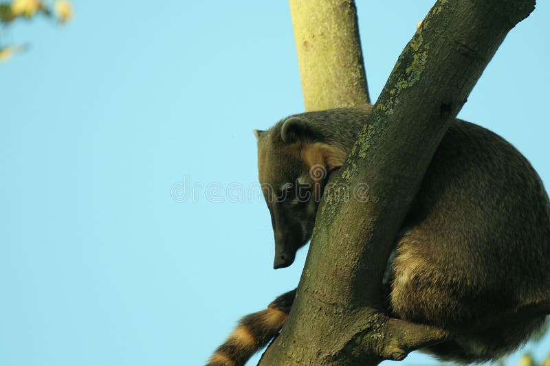 Brown nosed coati stock photo. Image of animal, dejected - 16429306