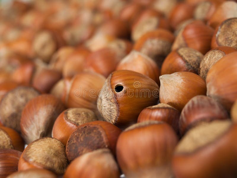 Brown nut stock photo. Image of eating, plant, hole, color - 11588972