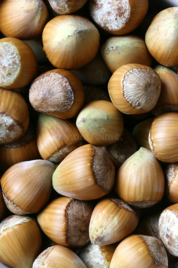 Brown nuts stock photo. Image of crop, food, fruitage - 6563628
