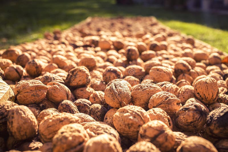 Brown Nuts stock photo. Image of kernel, edible, nutritional - 17802380