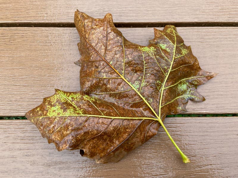 Brown October Leaf on a Bench in Fall Stock Image - Image of autumn ...