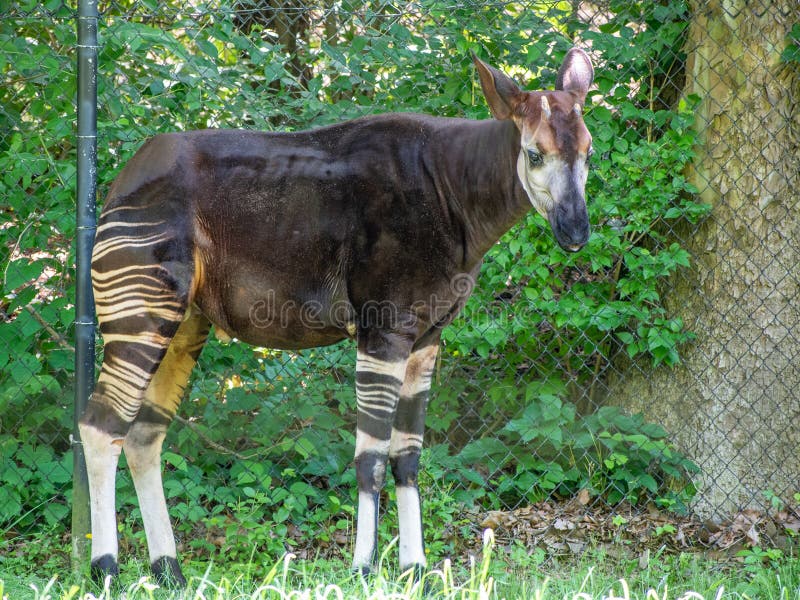 266 Brown Okapi Stock Photos - Free & Royalty-Free Stock Photos from ...