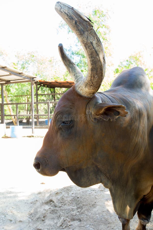 Brown old bull. Portrait stock image. Image of ferocious - 107224669