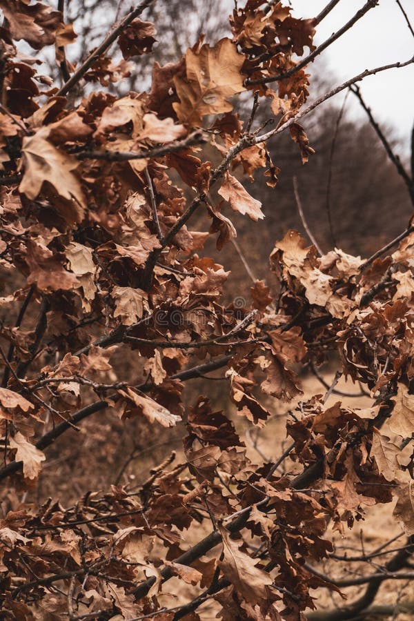 Brown Old Dry Leaves on Oak Tree after Winter Stock Photo - Image of ...