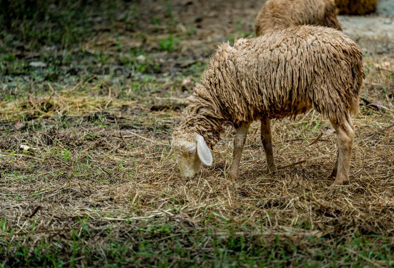 Brown old sheep stock photo. Image of rural, grass, nature - 100786612