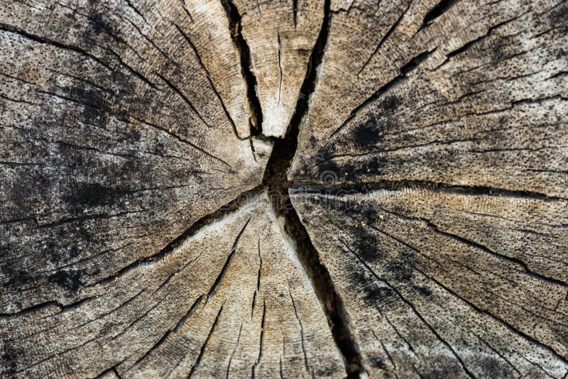 Brown Old Tree Cross Section Cut Texture Stock Photo - Image of growth ...