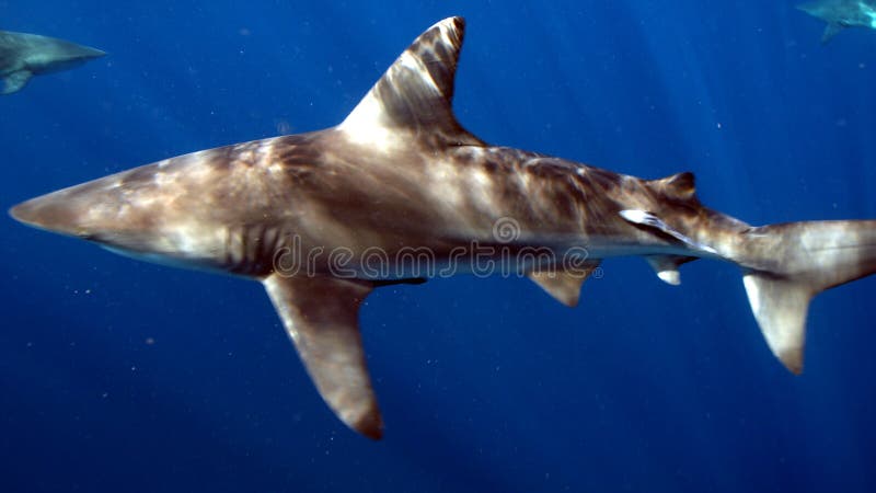 Brown ols shark stock photo. Image of close, majesty - 70817360