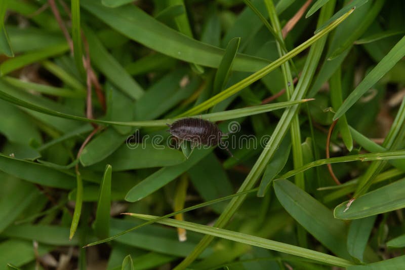 A Brown Oniscidean Insect on Top of a Grass Blade Stock Photo - Image ...