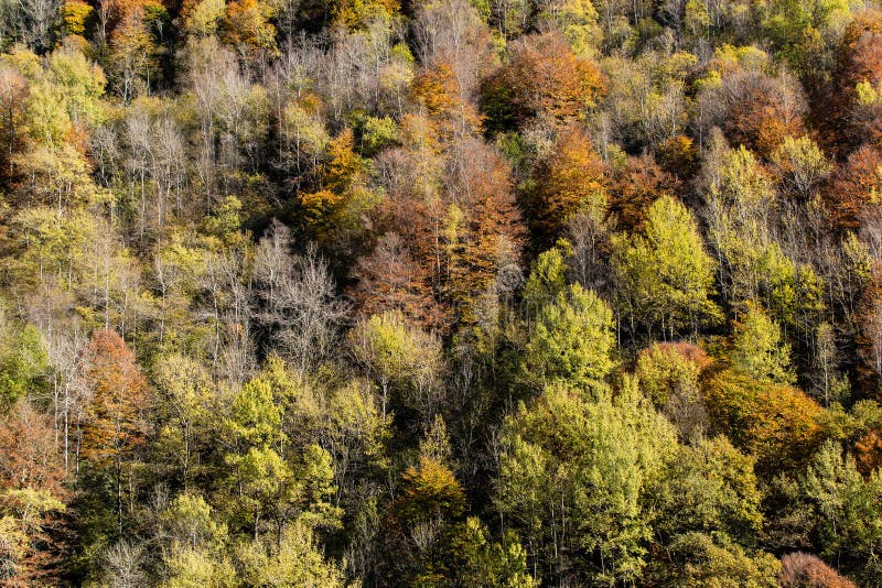 Brown and Orange Autumn Foliage Colours Forest Fall Colors Background ...