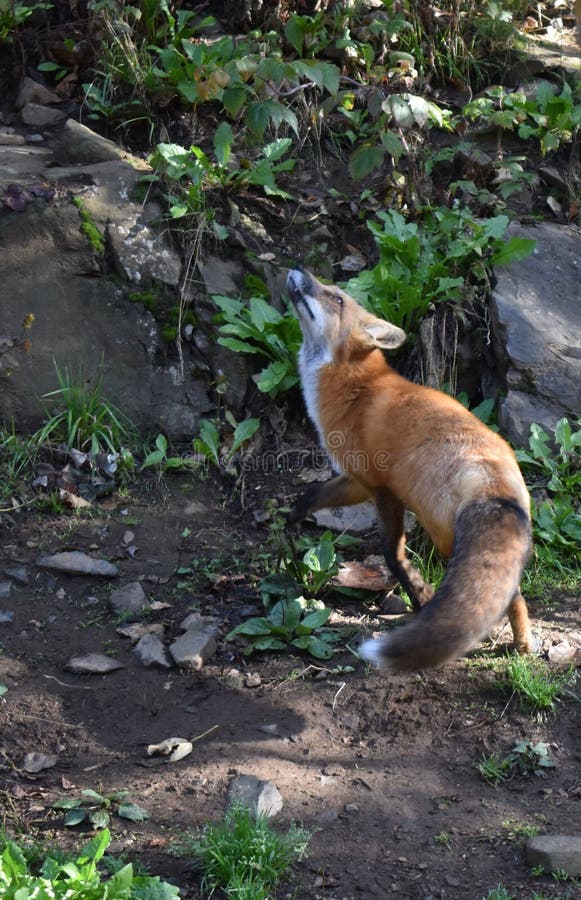 Brown Orange Fox Looking Up Above Stock Photo - Image of looking ...
