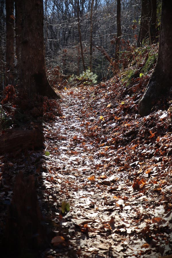 Brown and Orange Leaf Covered Trail in Woods in Sun Stock Photo - Image ...