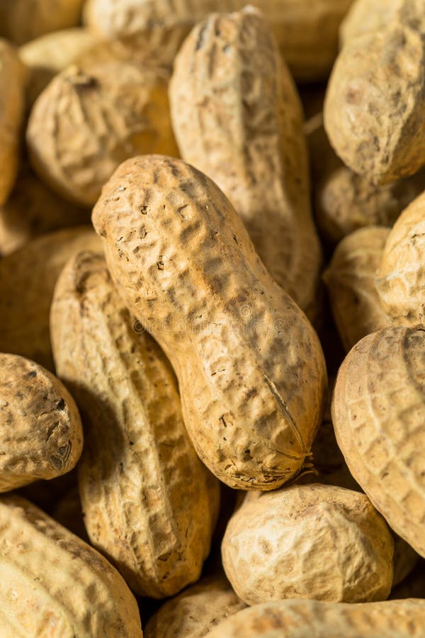 Brown Organic Raw Peanuts stock image. Image of natural - 318241959