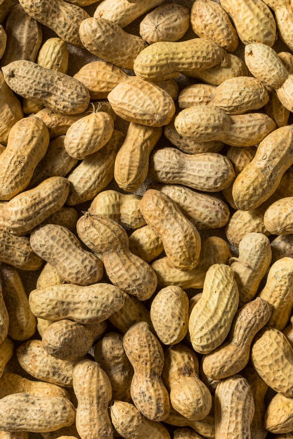 Brown Organic Raw Peanuts stock photo. Image of roasted - 318242082